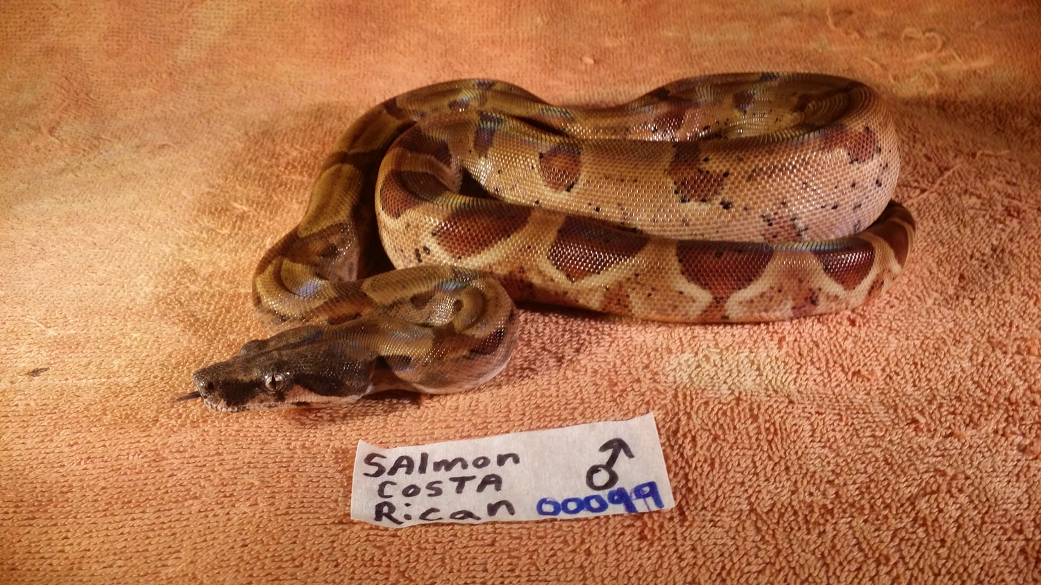 Salmon Costa Rican Boa Constrictor by PC Reptiles LLC - MorphMarket