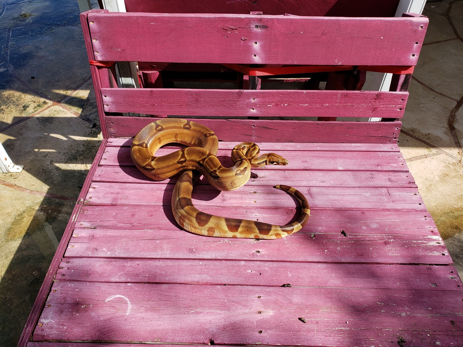 Salmon Hypo Boa Constrictor by PC Reptiles LLC - MorphMarket