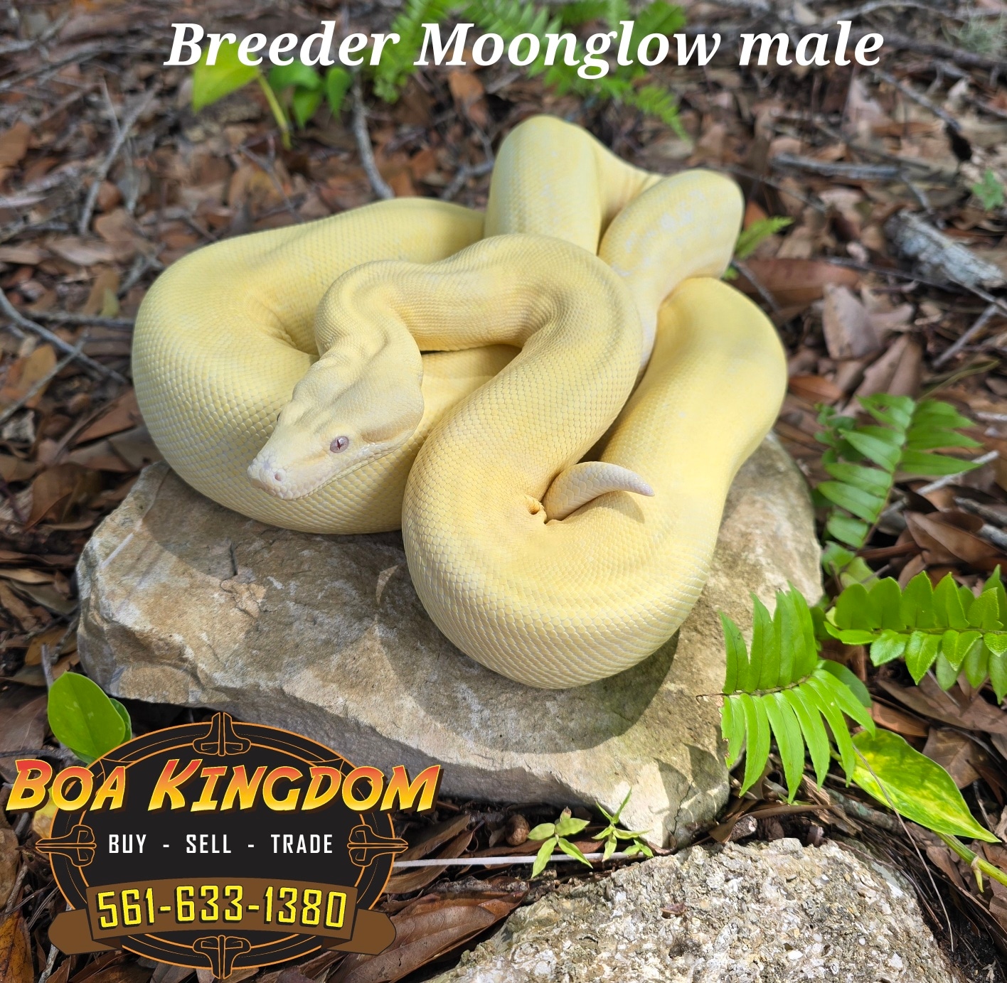 Boa Kingdom LLC's Collection - MorphMarket
