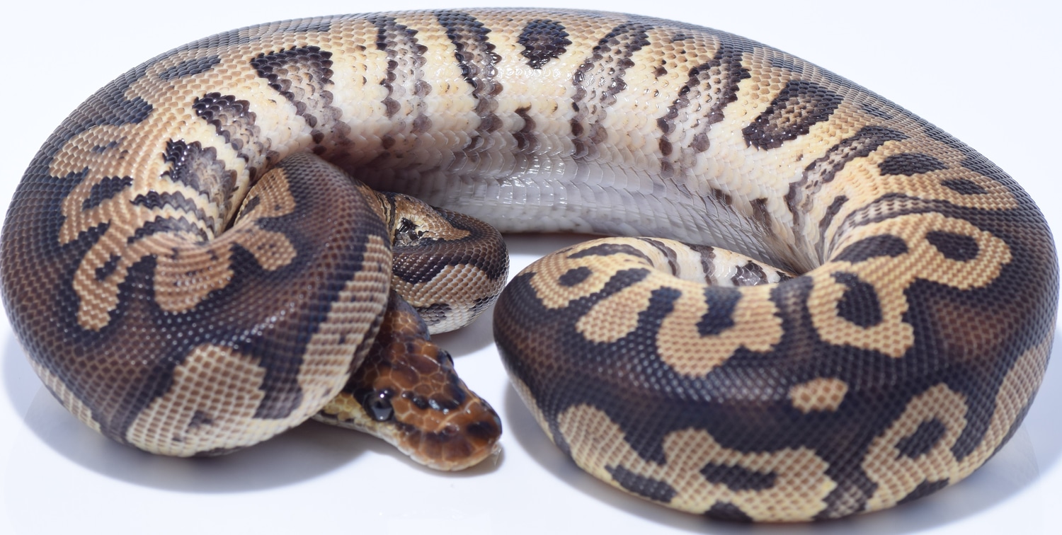 Sable Clown Ball Python by PAC Reptiles - MorphMarket