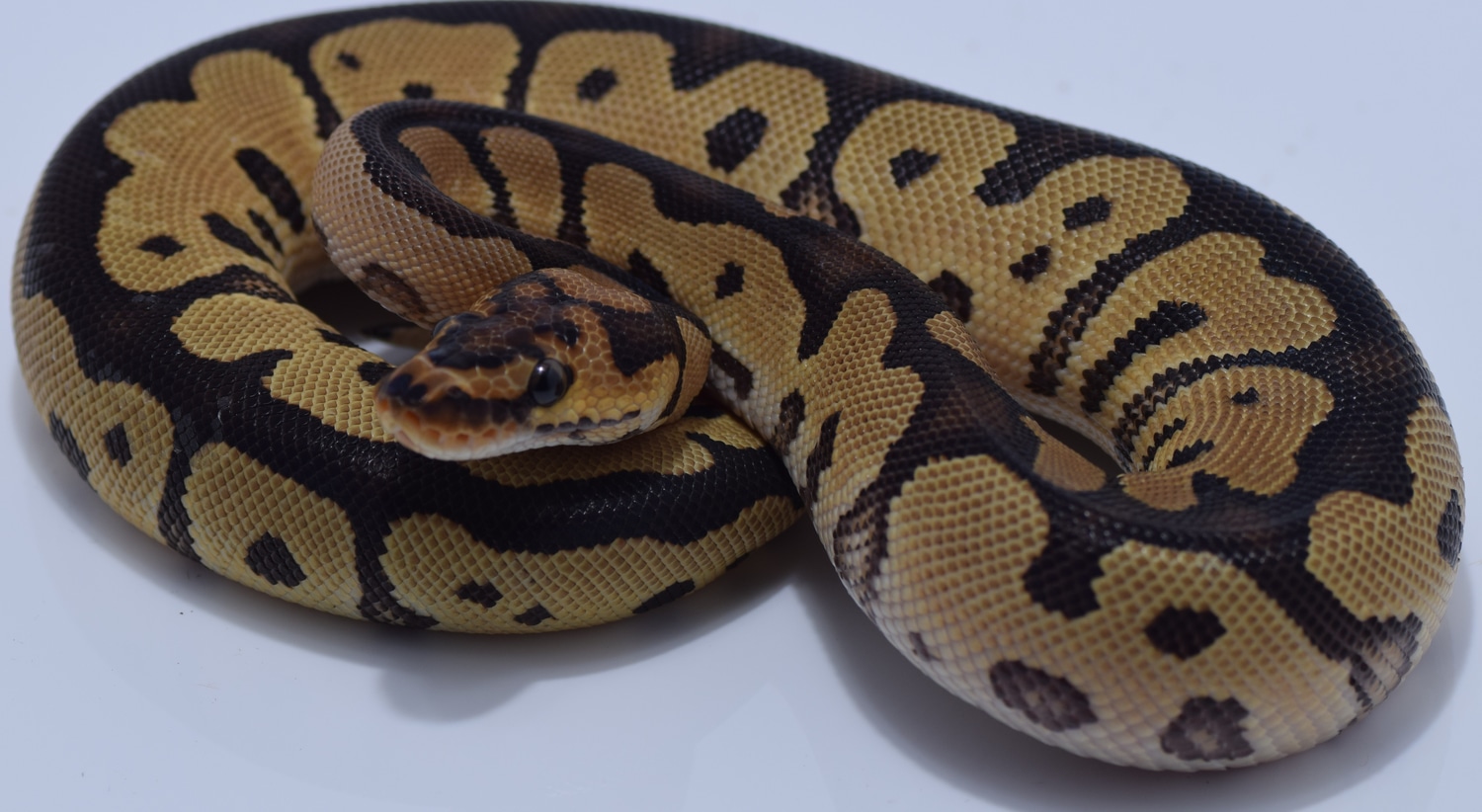 Sable Clown Ball Python by PAC Reptiles - MorphMarket