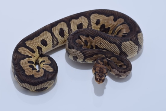 Sable Clown Ball Python by PAC Reptiles
