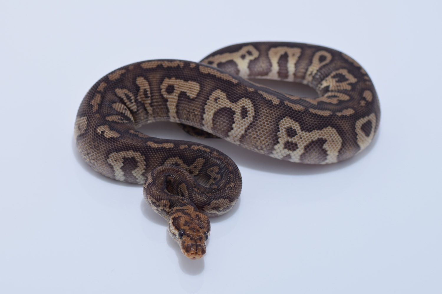 Super Sable Clown Ball Python by PAC Reptiles - MorphMarket