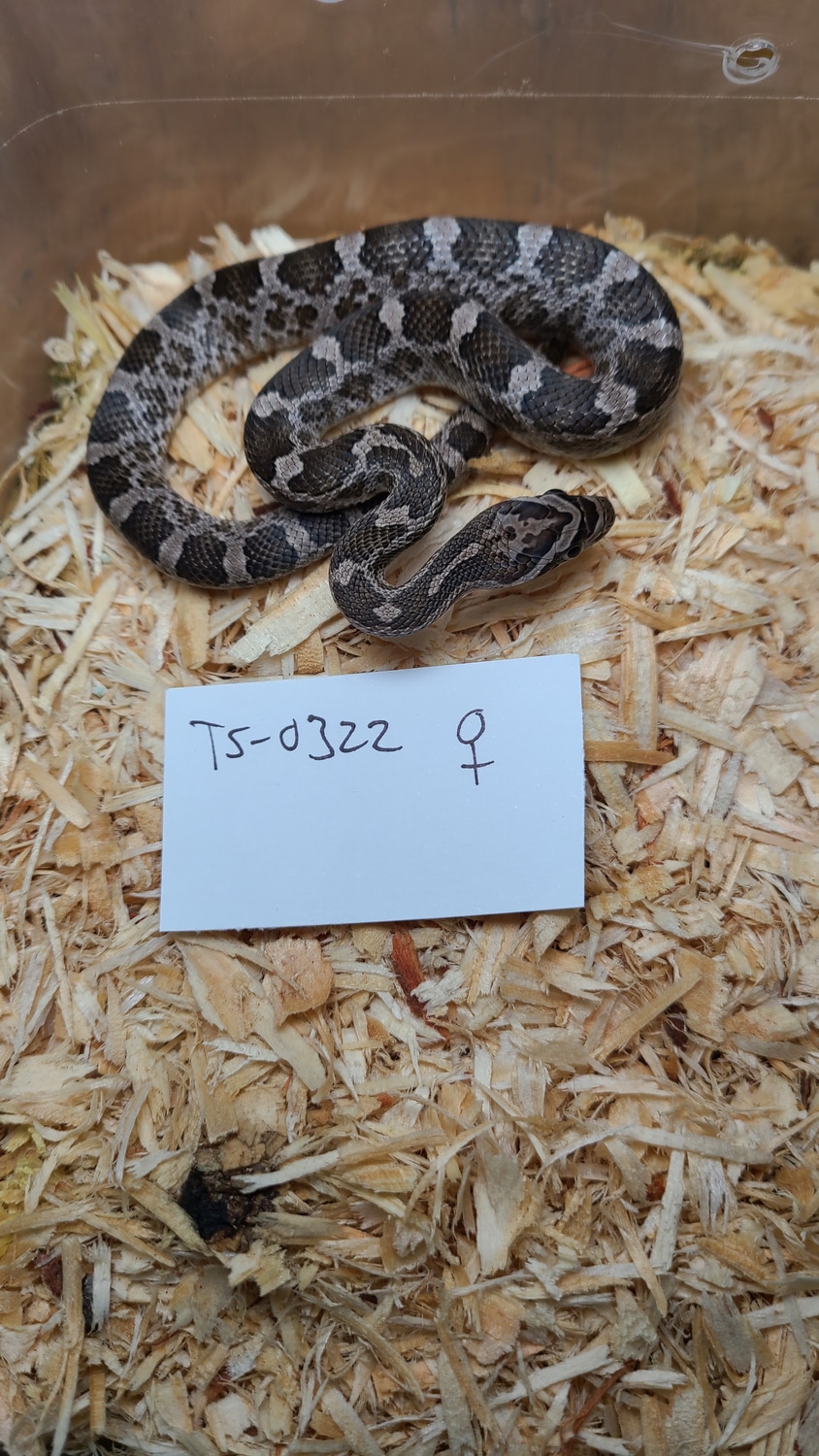 2022 Nueces Co. Thornscrub Rat Other Rat Snake by Palmetto Coast ...