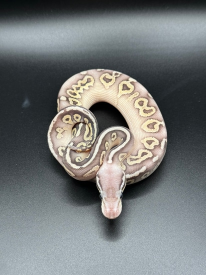 Super Pastel Fire Het Red Axanthic Mojave Ball Python by PD Pythons