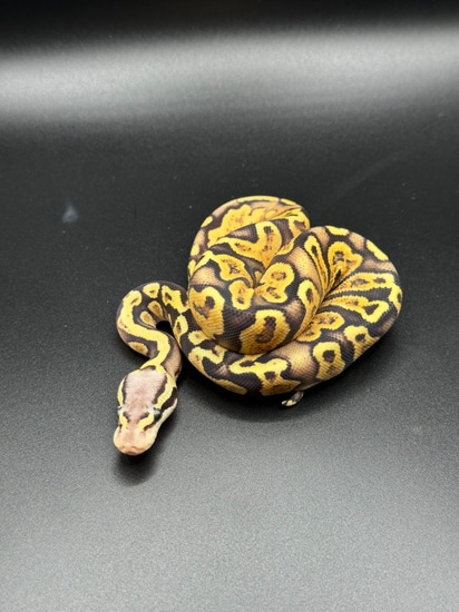 Super Pastel GHI Ball Python by PD Pythons
