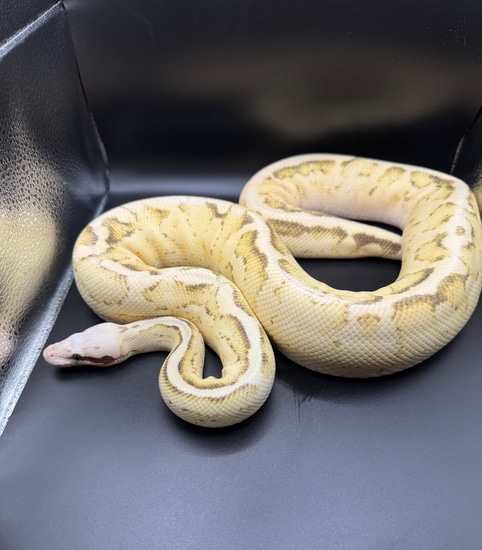 Vanilla Scream Yellowbelly Ball Python by PD Pythons