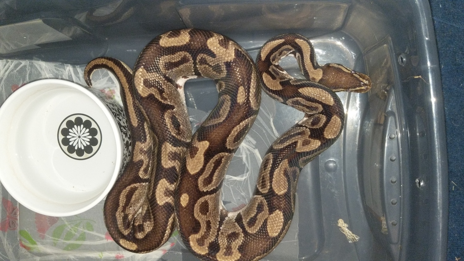 Import Volta Ball Python by Danger Noodle Reptiles - MorphMarket