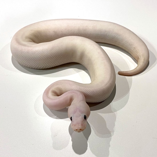 Pure White Banana Pied, Possible Blk Pastel Ball Python by PDW Pythons