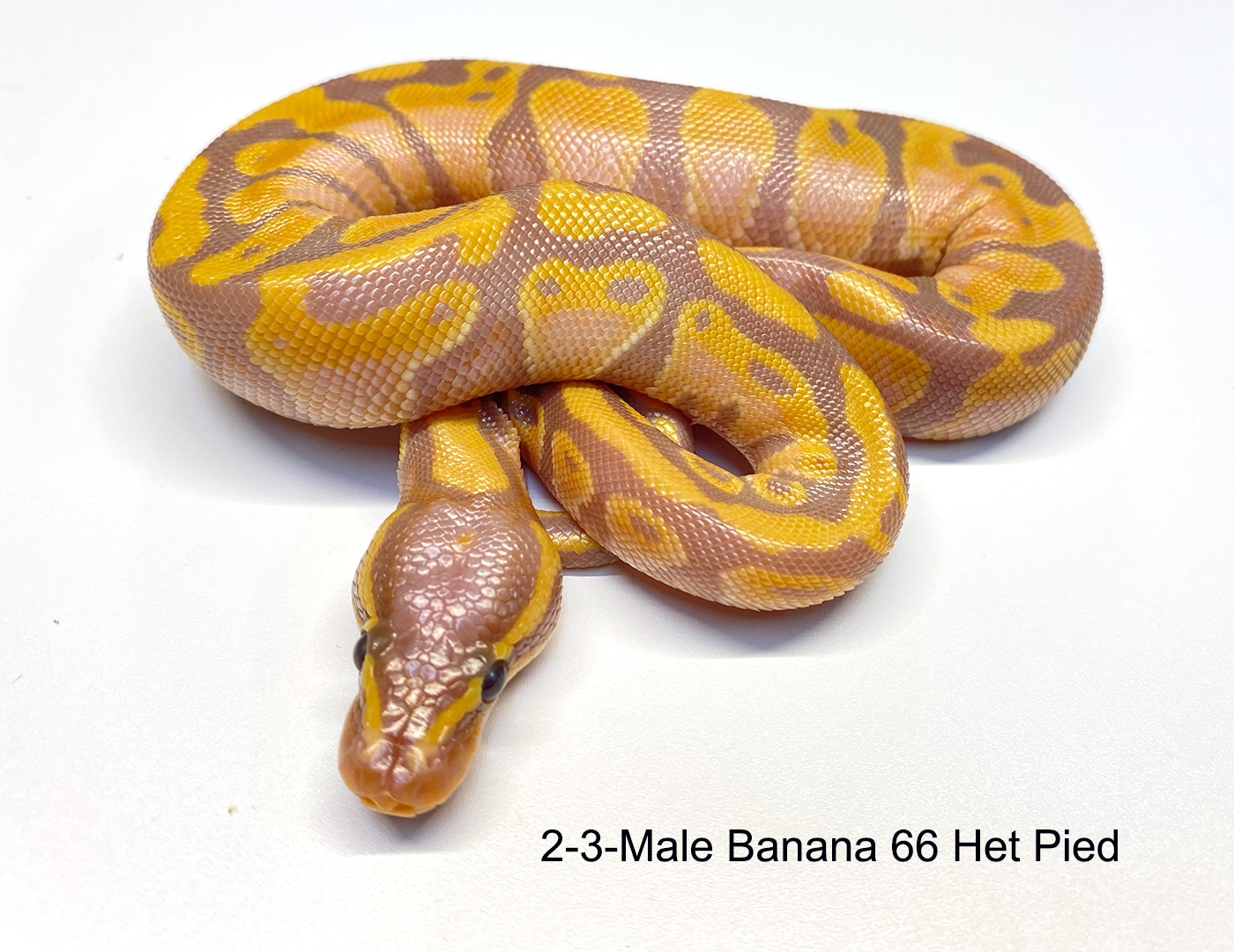Banana 66% Het Pied Ball Python by PDW Pythons - MorphMarket