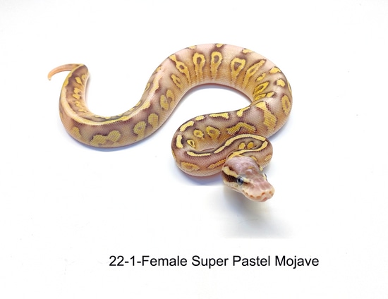 Super Pastel Mojave Ball Python by PDW Pythons
