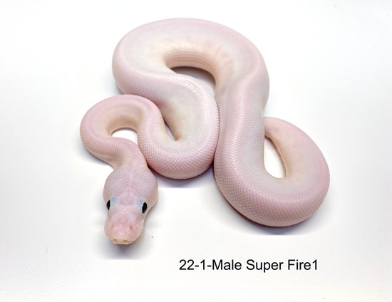 Super Fire Ball Python by PDW Pythons