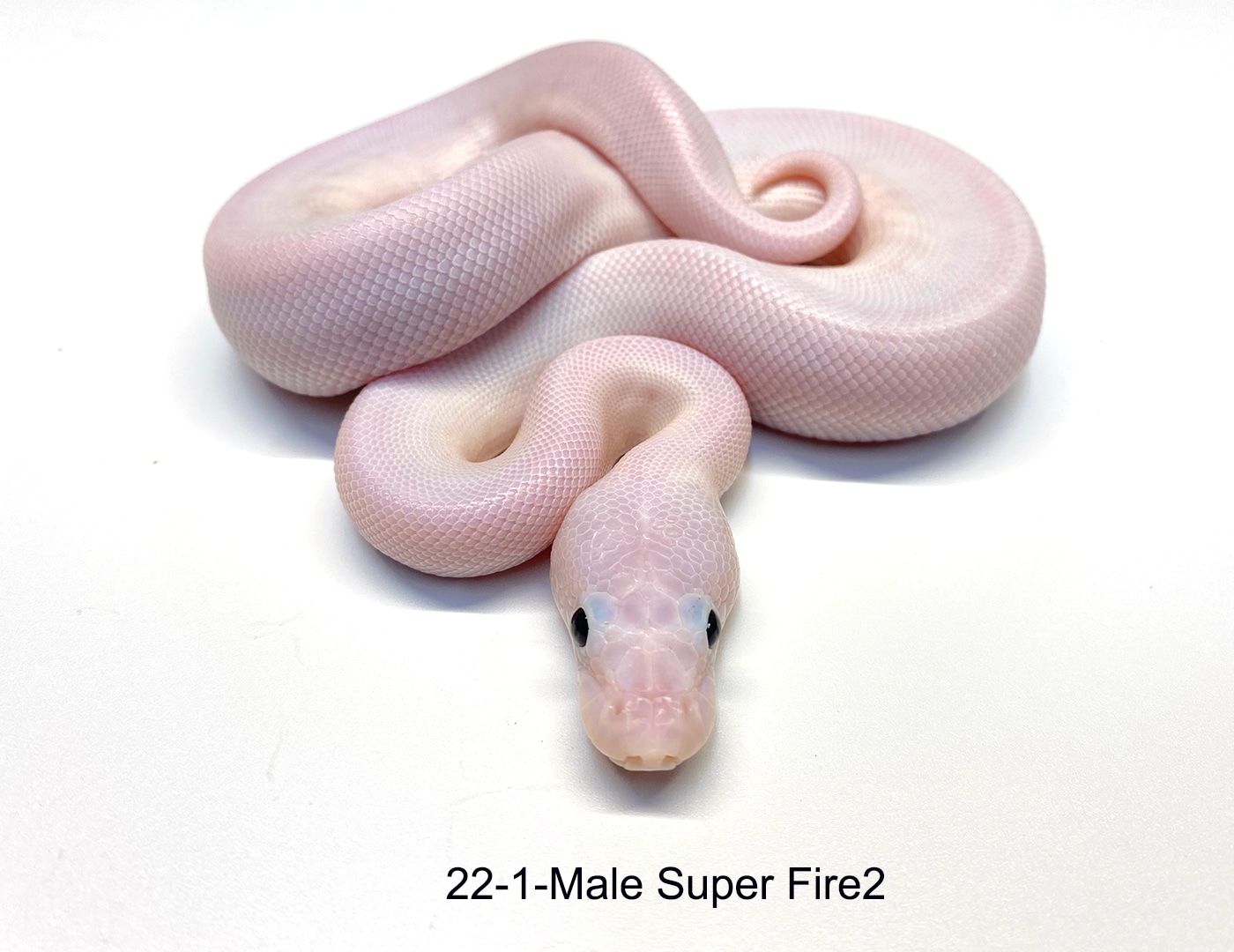 Super Fire Ball Python by PDW Pythons - MorphMarket