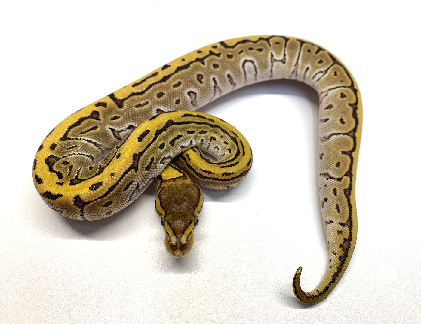 Female Lesser Pin Scaleless Head