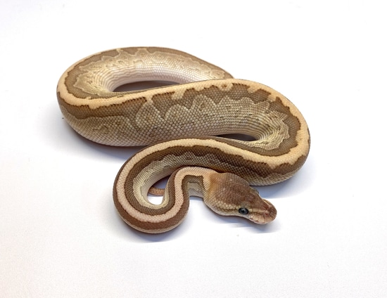 Male Lesser Pin Cinny Ball Python by PDW Pythons