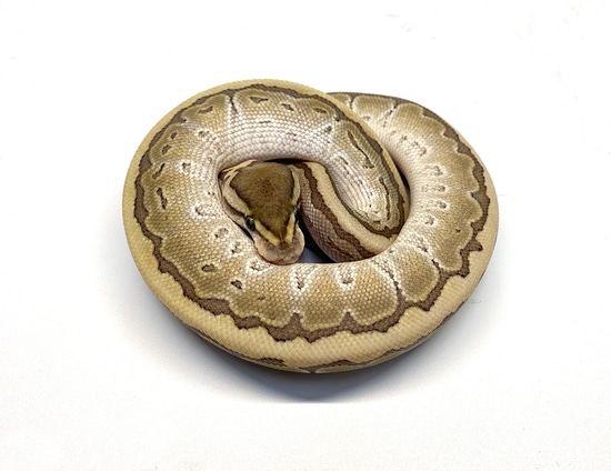 Male Lesser Pin Ball Python by PDW Pythons