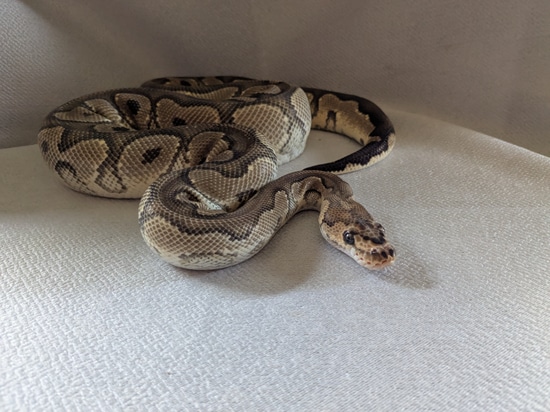 Yellowbelly Clown Ball Python by Peace and Pythons