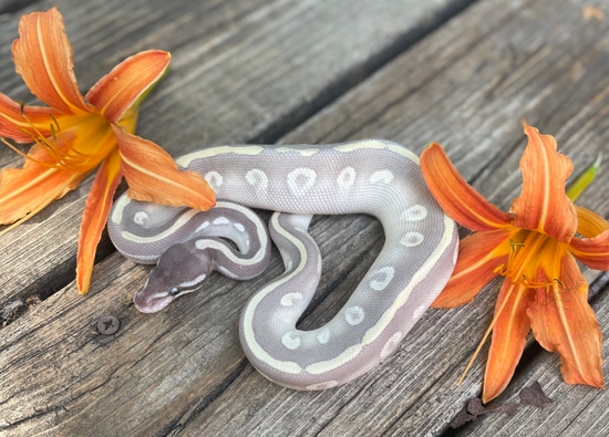 Mystic Potion Ball Python by Just Peachy Exotics