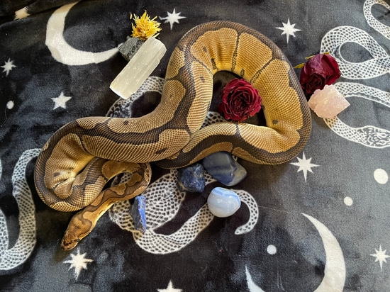 Clown Blade Ball Python by Just Peachy Exotics
