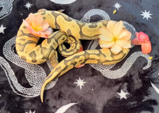 Firefly Pastel Ball Python by Just Peachy Exotics