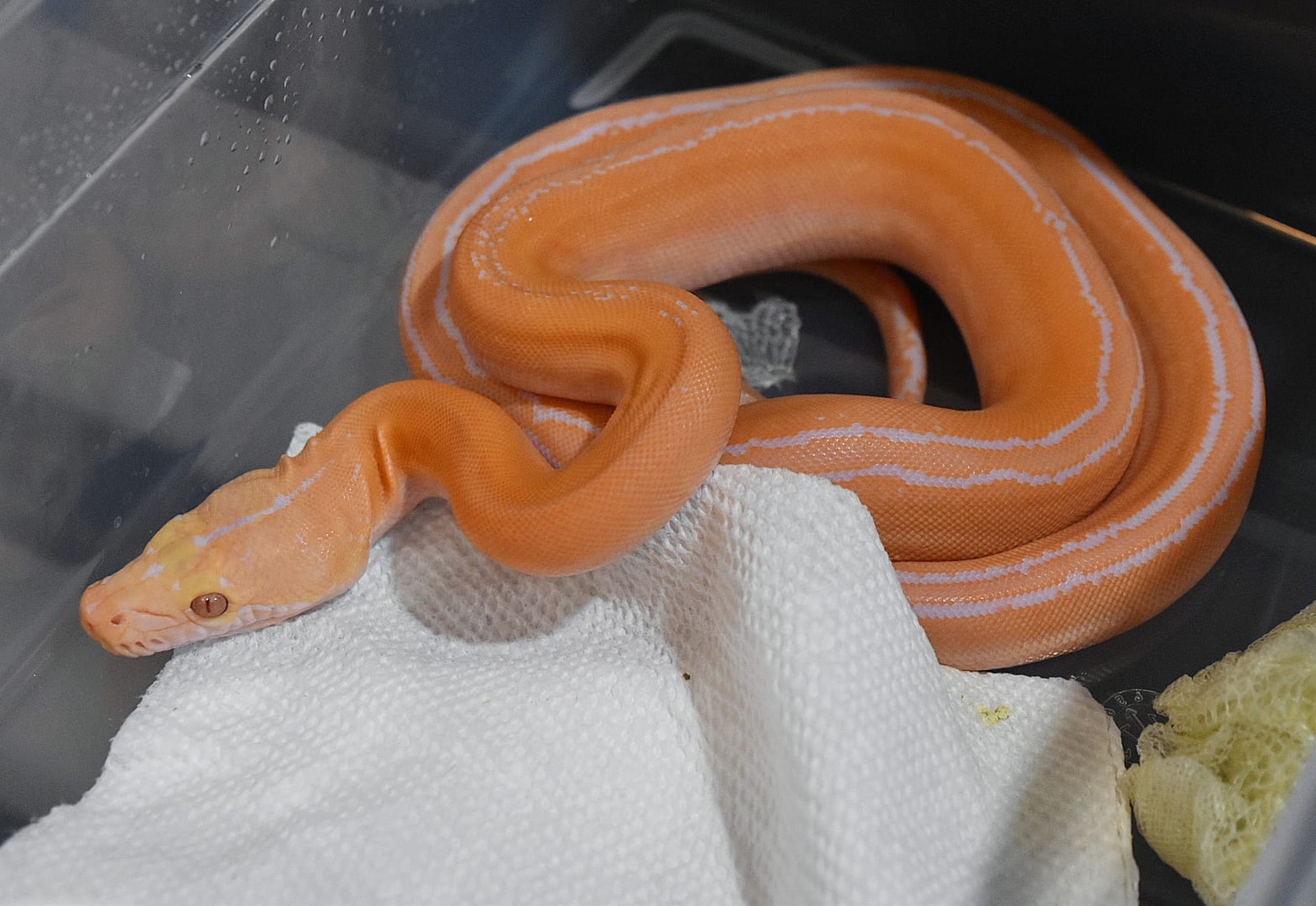 White Golden Child Reticulated Python by Peach State Pythons - MorphMarket