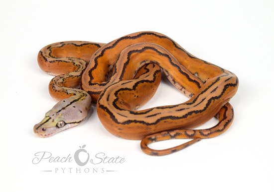 20 Indo Caramel Motley Sunfire Reticulated Python by Peach State Pythons