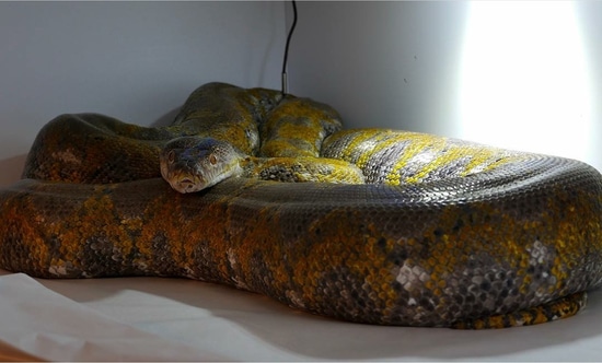 Wild Caught Calico Reticulated Python by Peach State Pythons