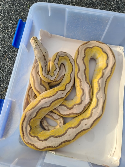 Orange Glow Motley Sunfire Reticulated Python by Peach State Pythons