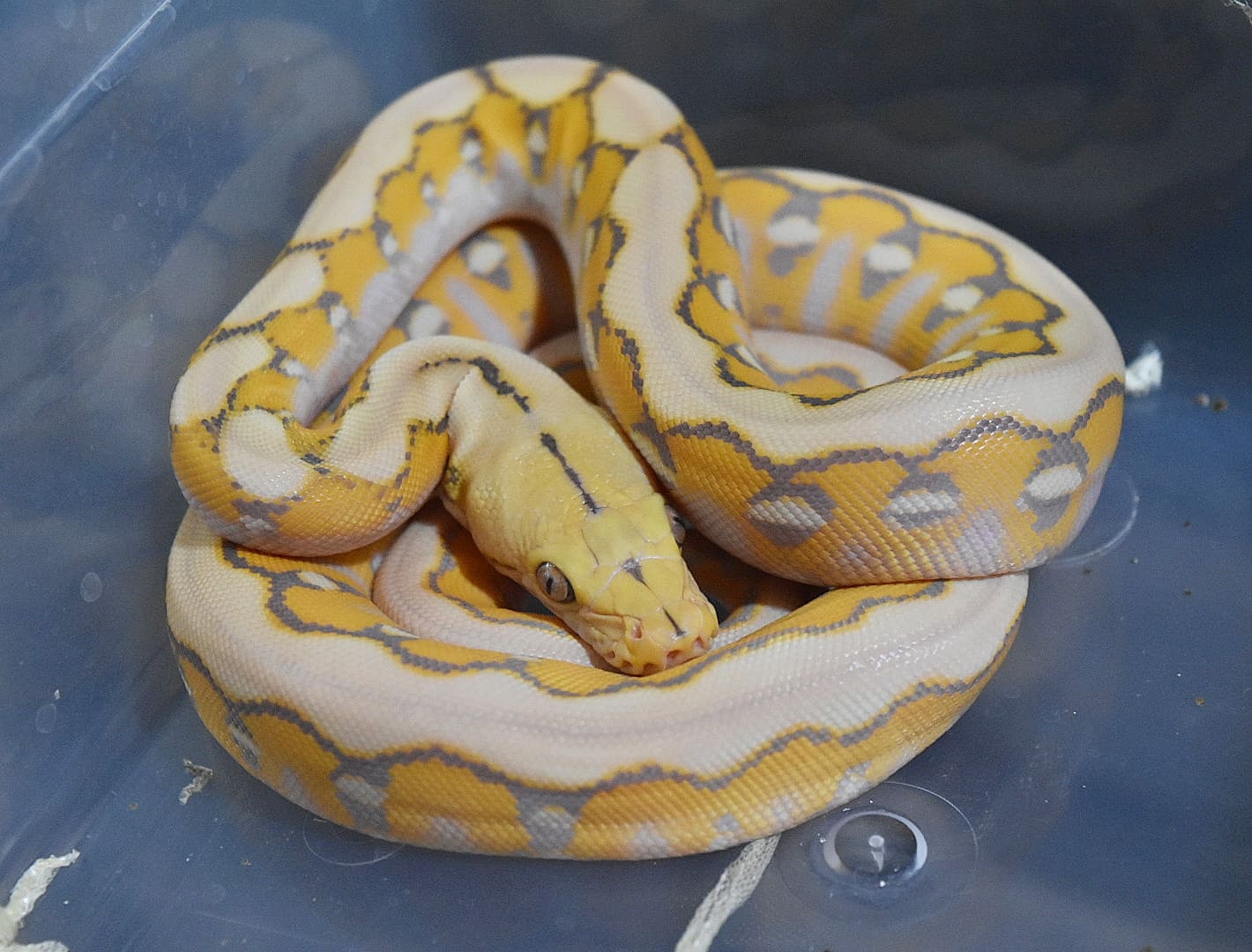 21 Platinum Orange Glow Reticulated Python by Peach State Pythons ...