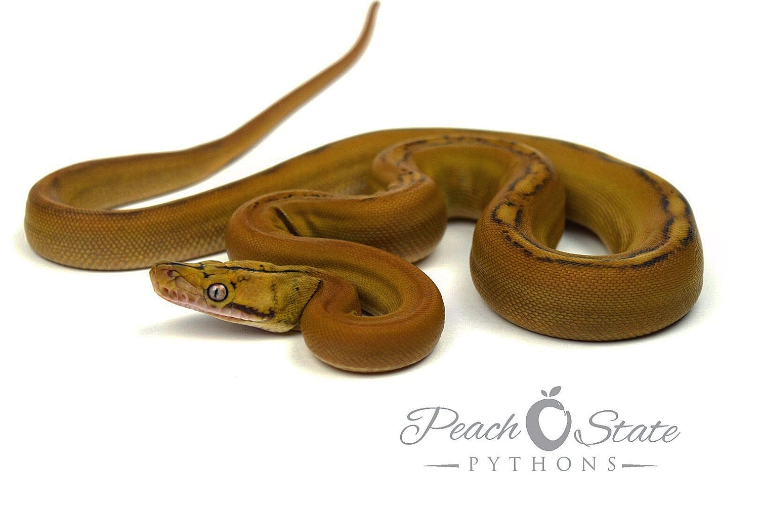 Golden Child Sunfire Mocha Caramel Reticulated Python by Peach State ...