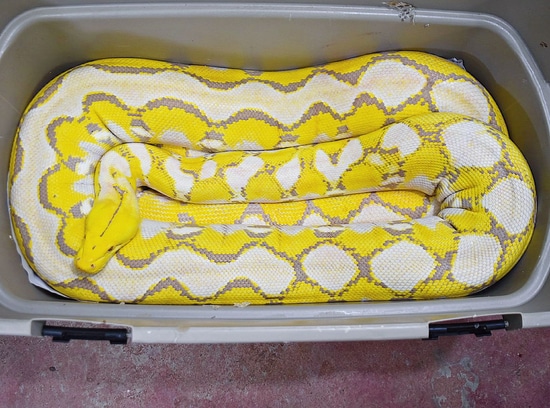 Fruit Basket Reticulated Python by Peach State Pythons