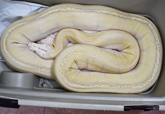 Purple Motley Golden Child Reticulated Python by Peach State Pythons