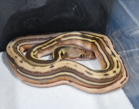 Phantom Tiger Het Albino Reticulated Python by Peach State Pythons