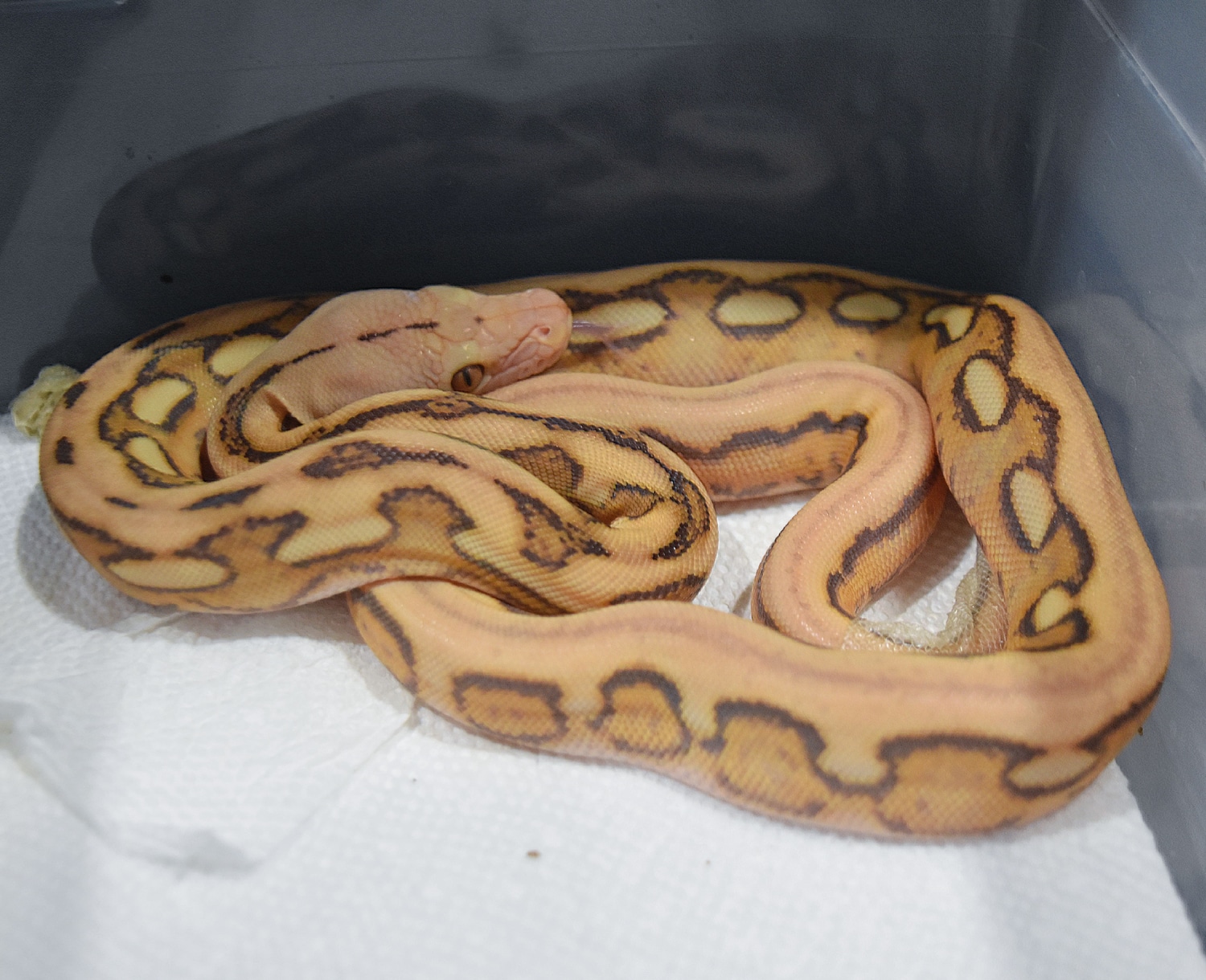 Mochino Tiger Het OGS Reticulated Python by Peach State Pythons ...