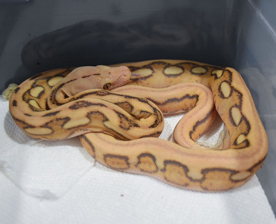 Mochino Tiger Het OGS Reticulated Python by Peach State Pythons