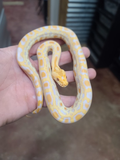 Albino Pos Het Green Burmese Python by Peach State Pythons