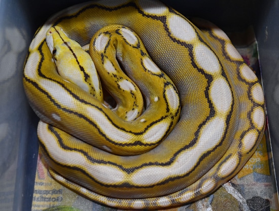 Mochino Motley Het G Stripe Pos Het Titanium Reticulated Python by ...