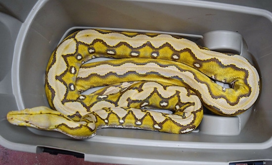 Indo Caramel Sunfire Reticulated Python by Peach State Pythons