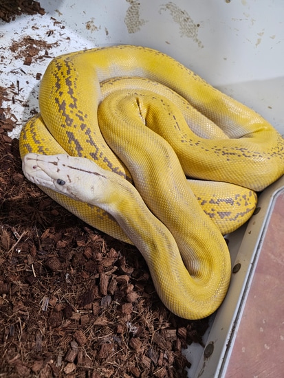 Platinum Mochino Golden Child Reticulated Python by Peach State Pythons