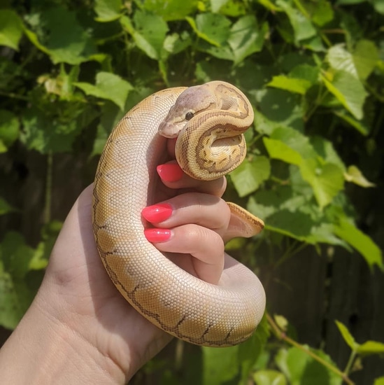 Super Emperor Ball Python by Peachy Pets Exotics