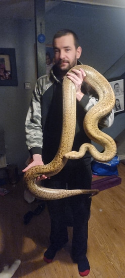 Granite Burmese Python by Peachy's pythons