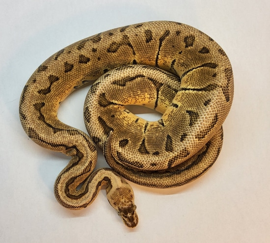 **NO RESERVE** Scaleless Head Enchi Lemon Blast Yellow Belly RTB Ball ...