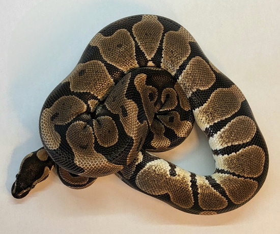Scaleless Head Het Axanthic (VPI) Ball Python by Peak City Pythons