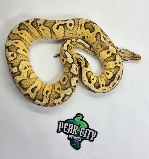 Firefly Red Stripe Het Clown Ball Python by Peak City Pythons