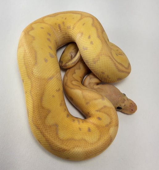 Banana Fire Pastel Russo Clown Ball Python by Peak City Pythons