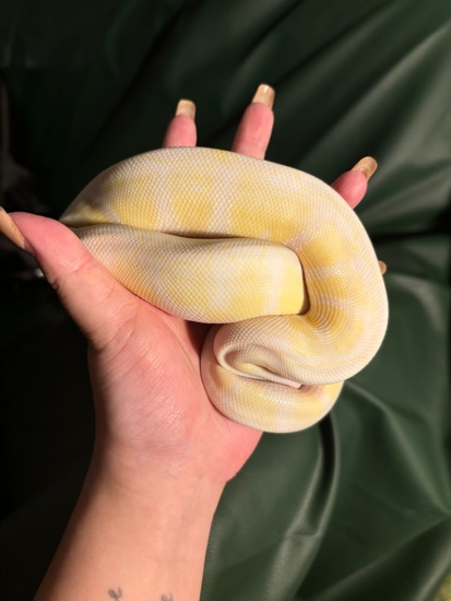VPI Snow Het Clown Ball Python by Altered Mutation Reptile