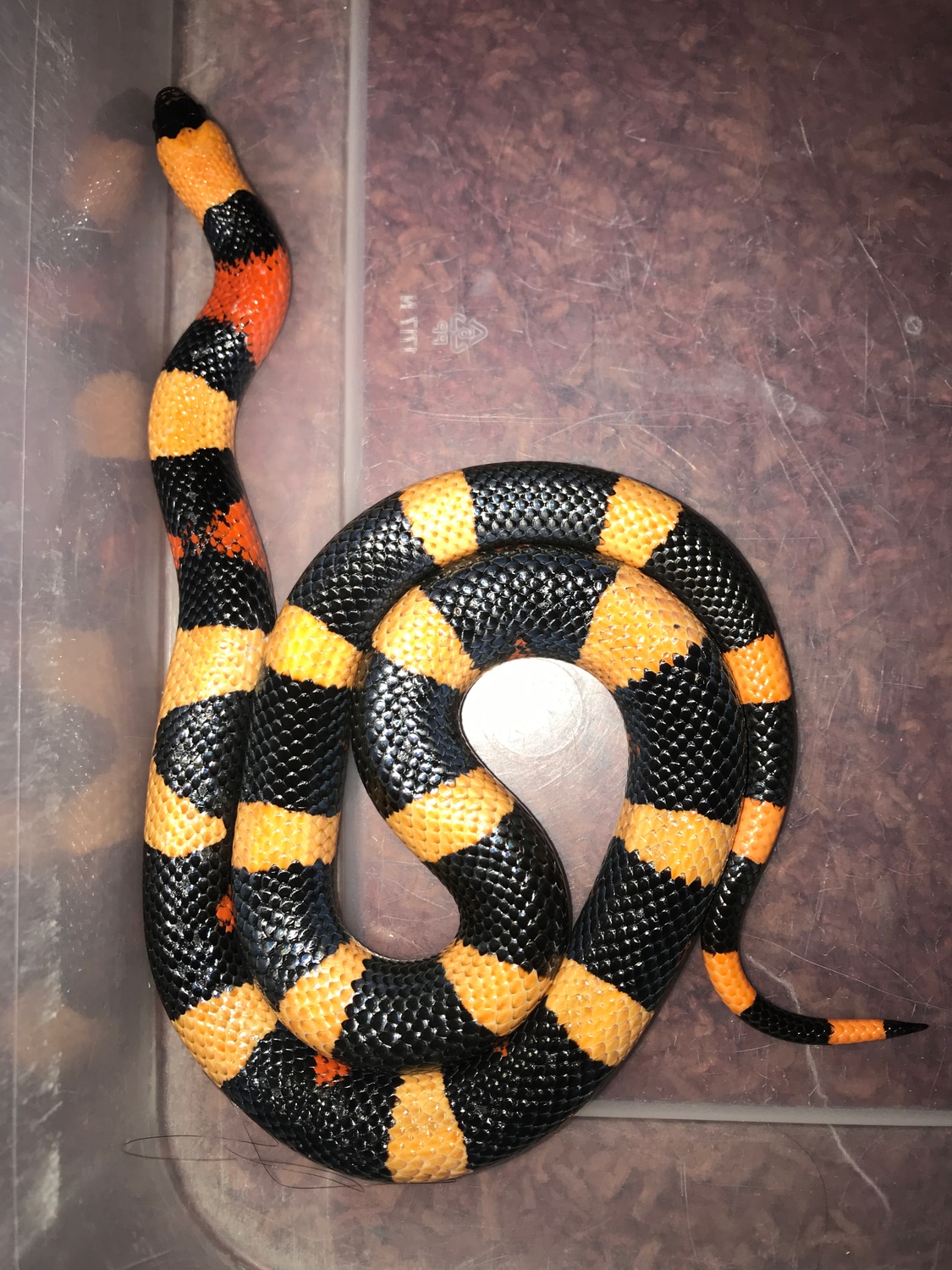 Halloween Pueblan Milk Snake by Pearson's Pythons - MorphMarket