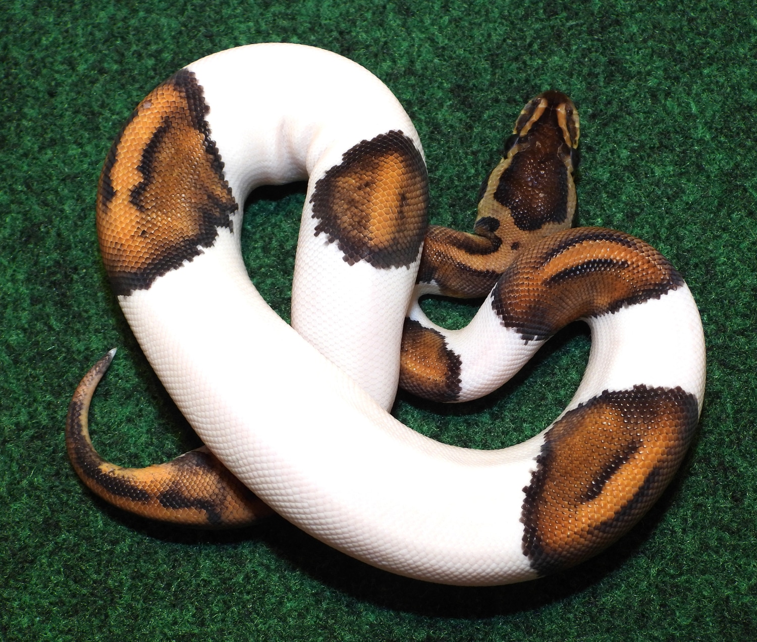 Black Pastel Pied Ball Python by Pearson's Pythons - MorphMarket