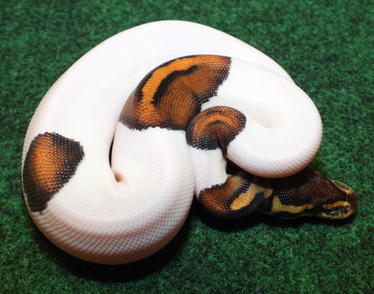 Black Pastel Pied Ball Python by Pearson's Pythons - MorphMarket