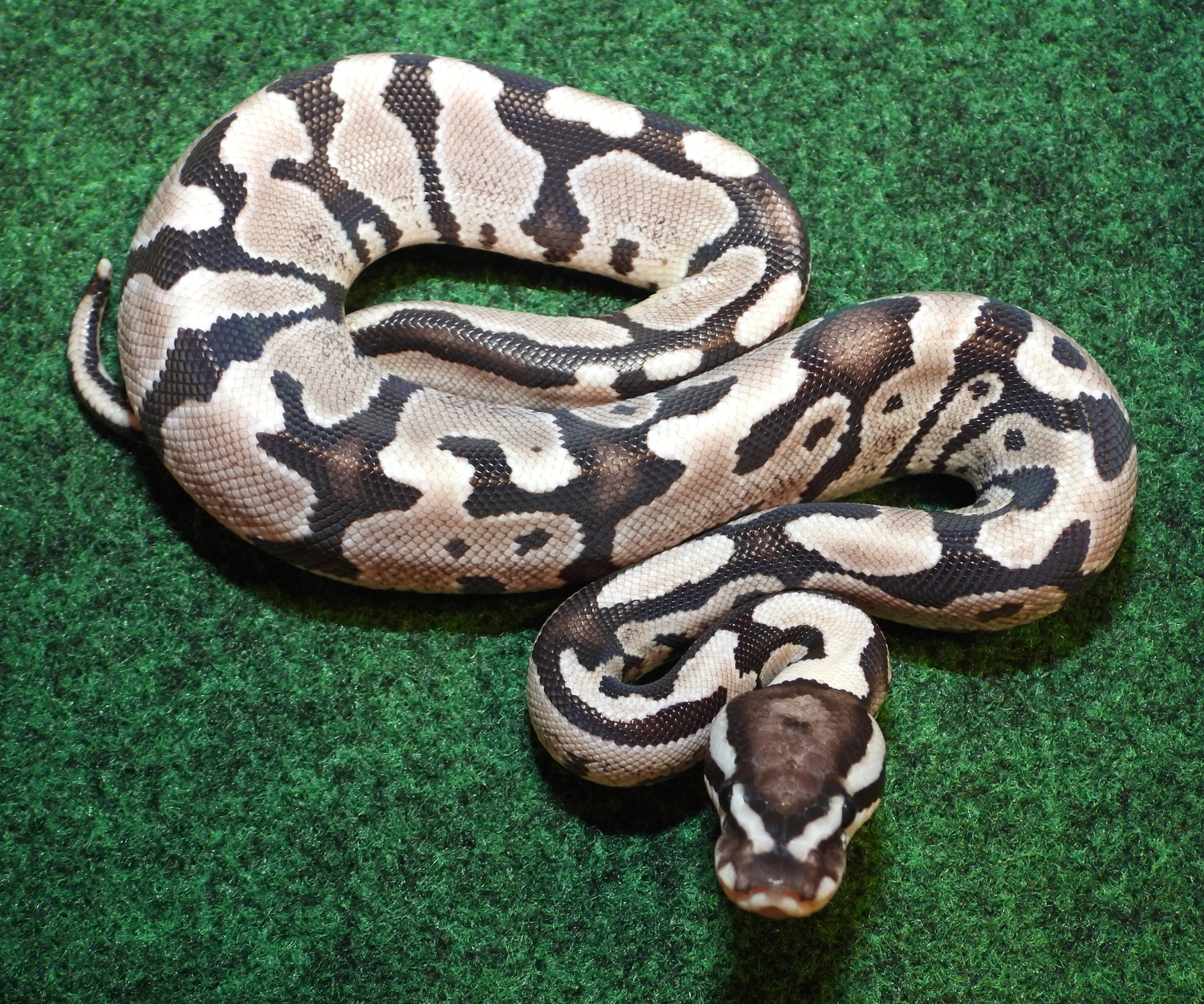Fire Axanthic Ball Python by Pearson's Pythons - MorphMarket
